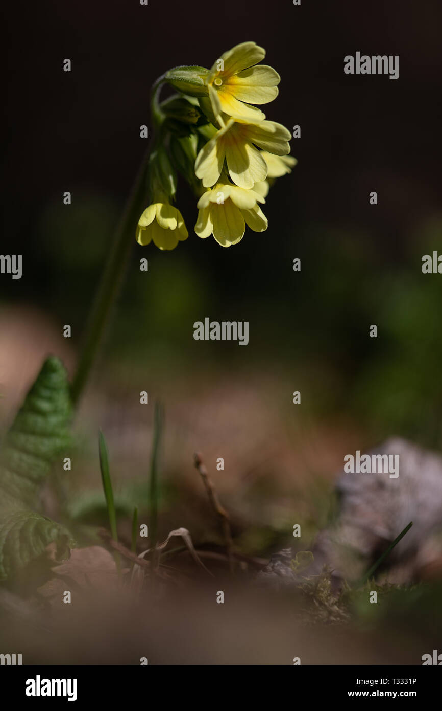 cowslip in front of blurred green background Stock Photo - Alamy