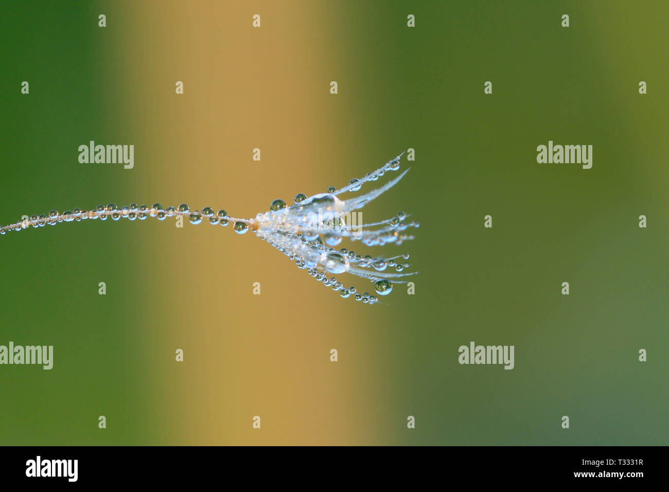 Seed drops hi-res stock photography and images - Alamy