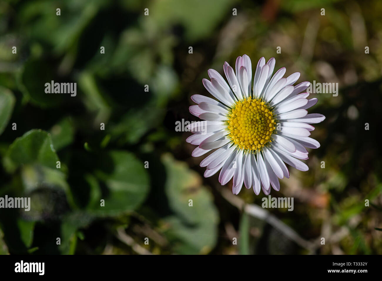 Little daisy hi-res stock photography and images - Alamy