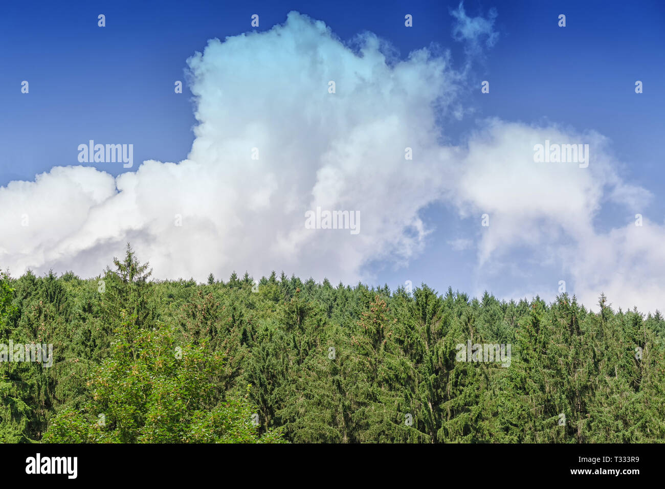 Temperate zone tree leaves hi-res stock photography and images - Alamy
