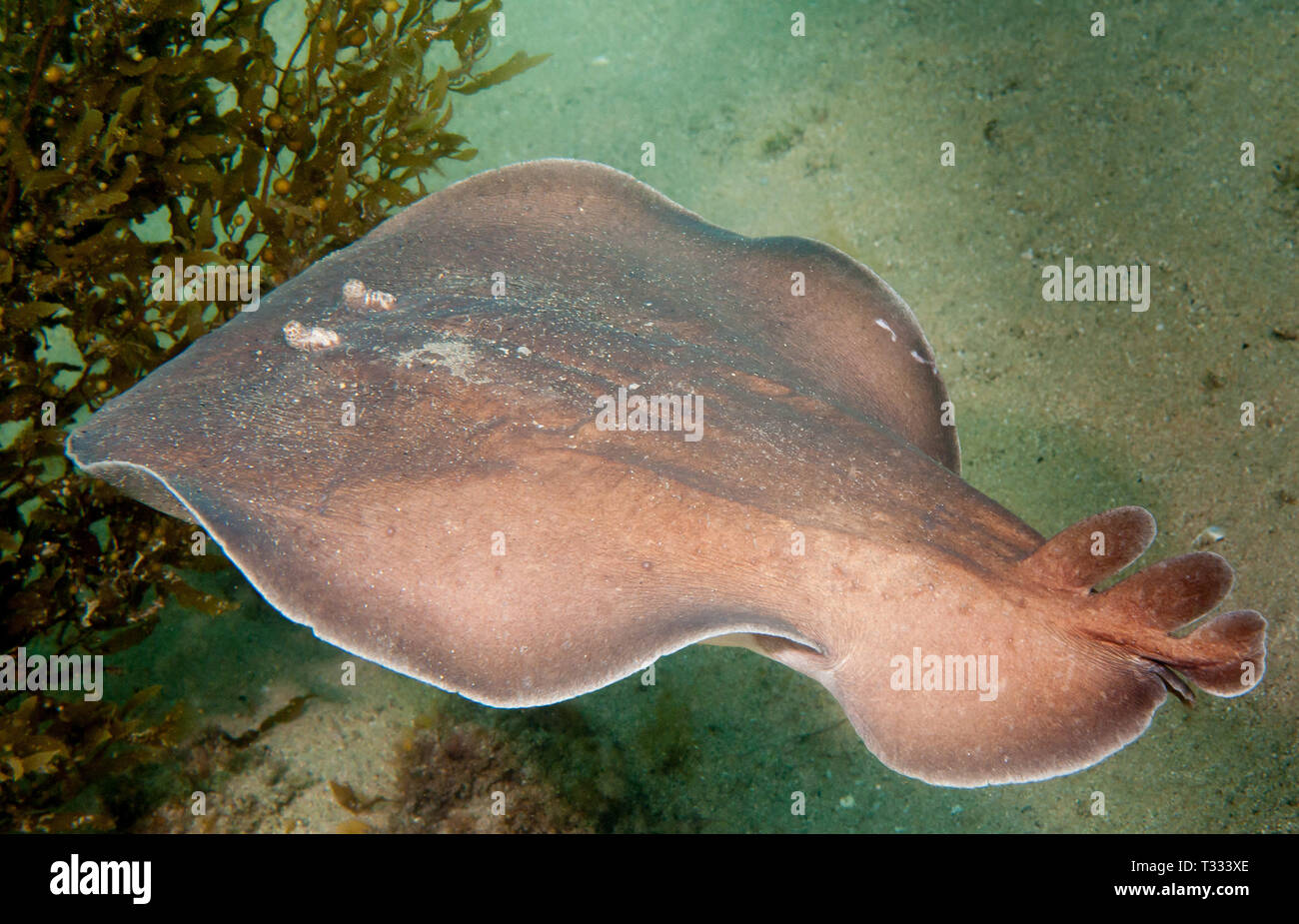 Numbray hi-res stock photography and images - Alamy