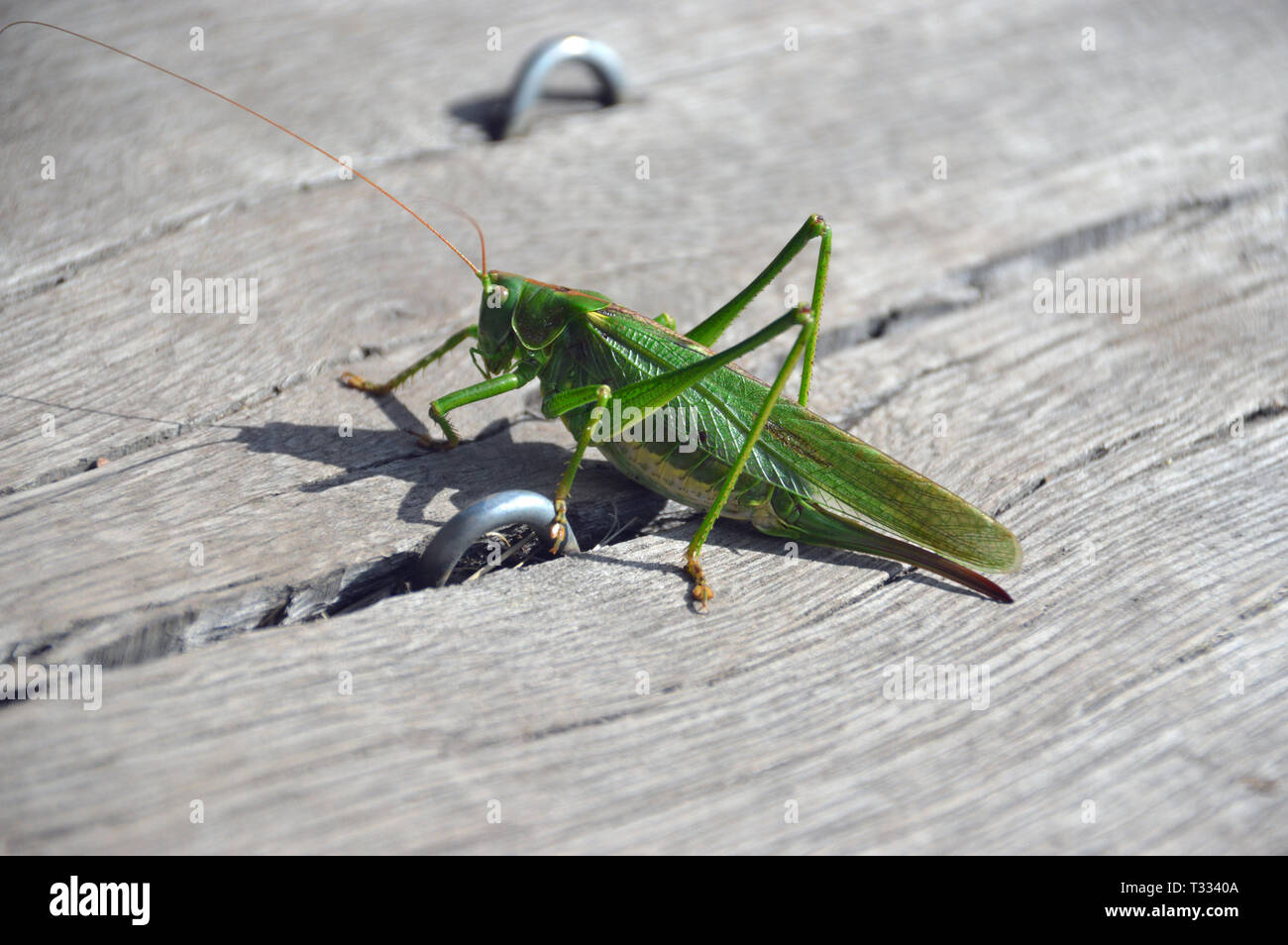 Cricket shadow hi-res stock photography and images - Alamy