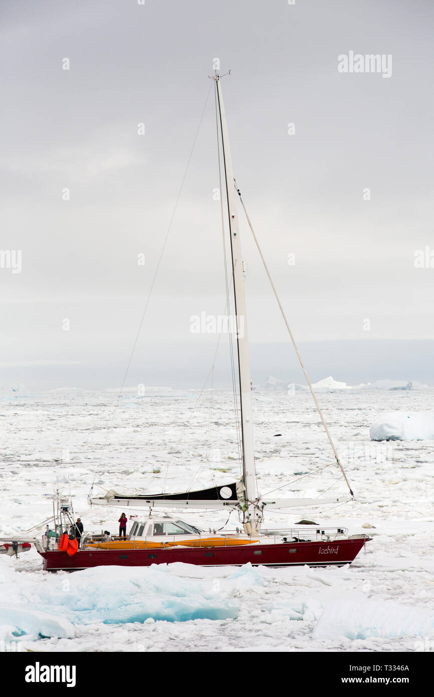 Icebird hi-res stock photography and images - Alamy