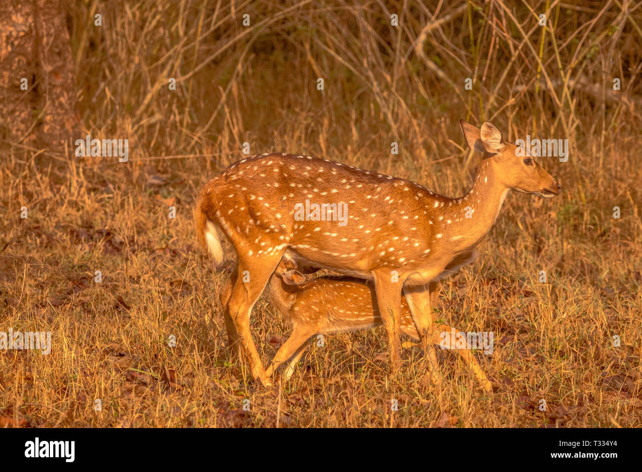 Indian gaur male hi-res stock photography and images - Alamy