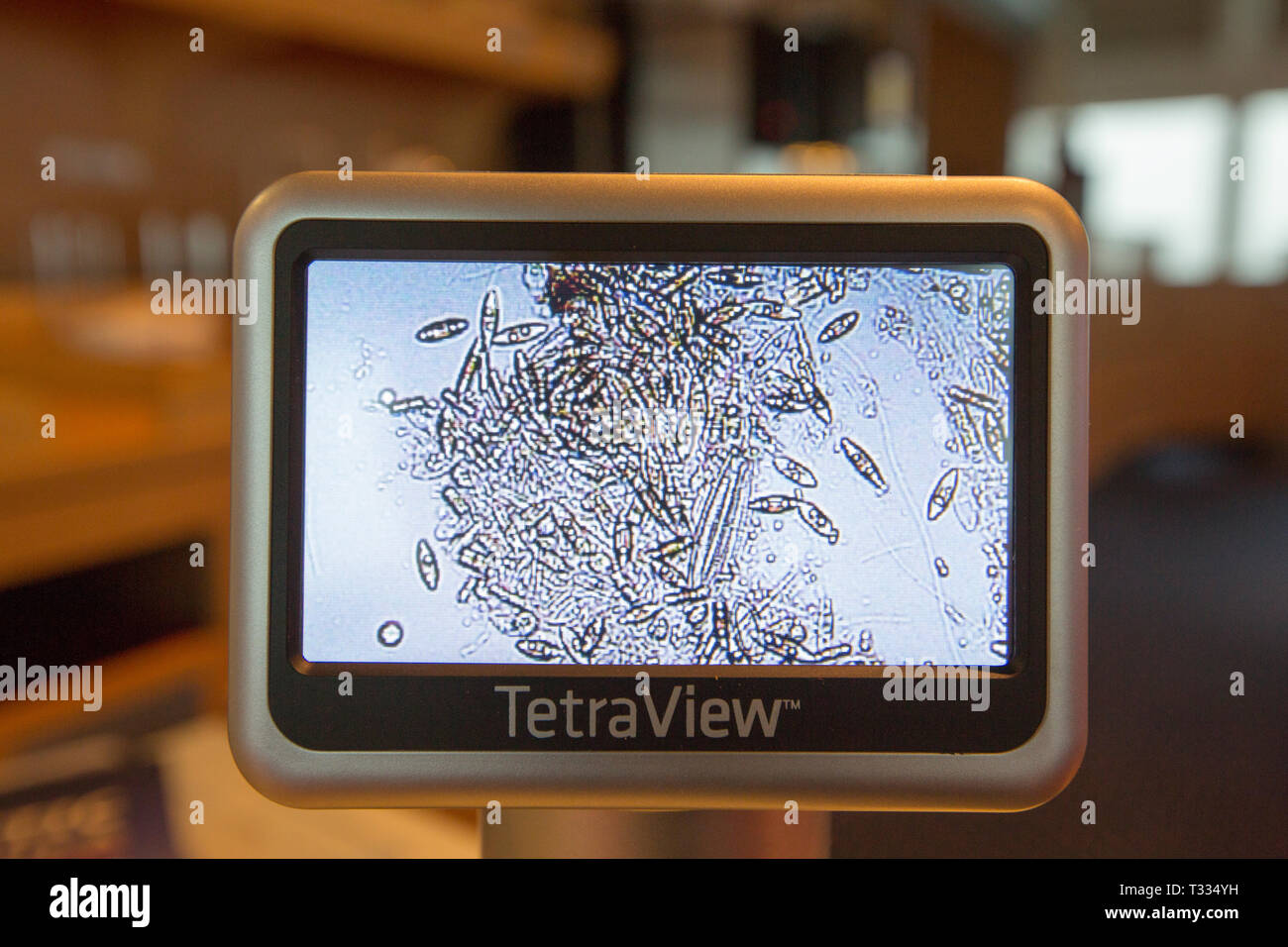 Algae and marine plankton on a microscope from a scientist working on ...