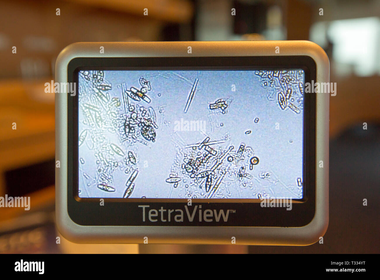 Algae and marine plankton on a microscope from a scientist working on ...