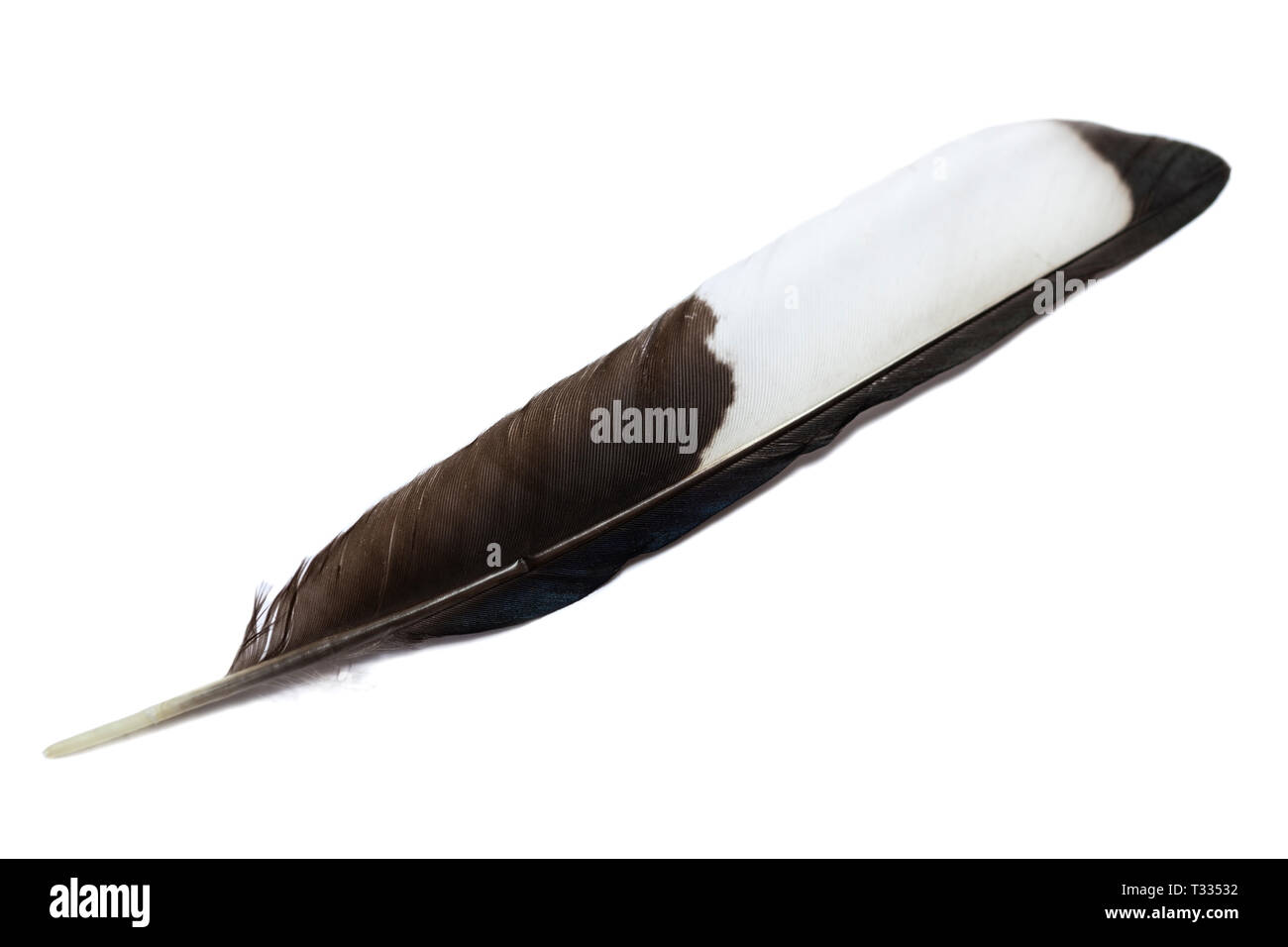Single feather isolated on white background Stock Photo - Alamy