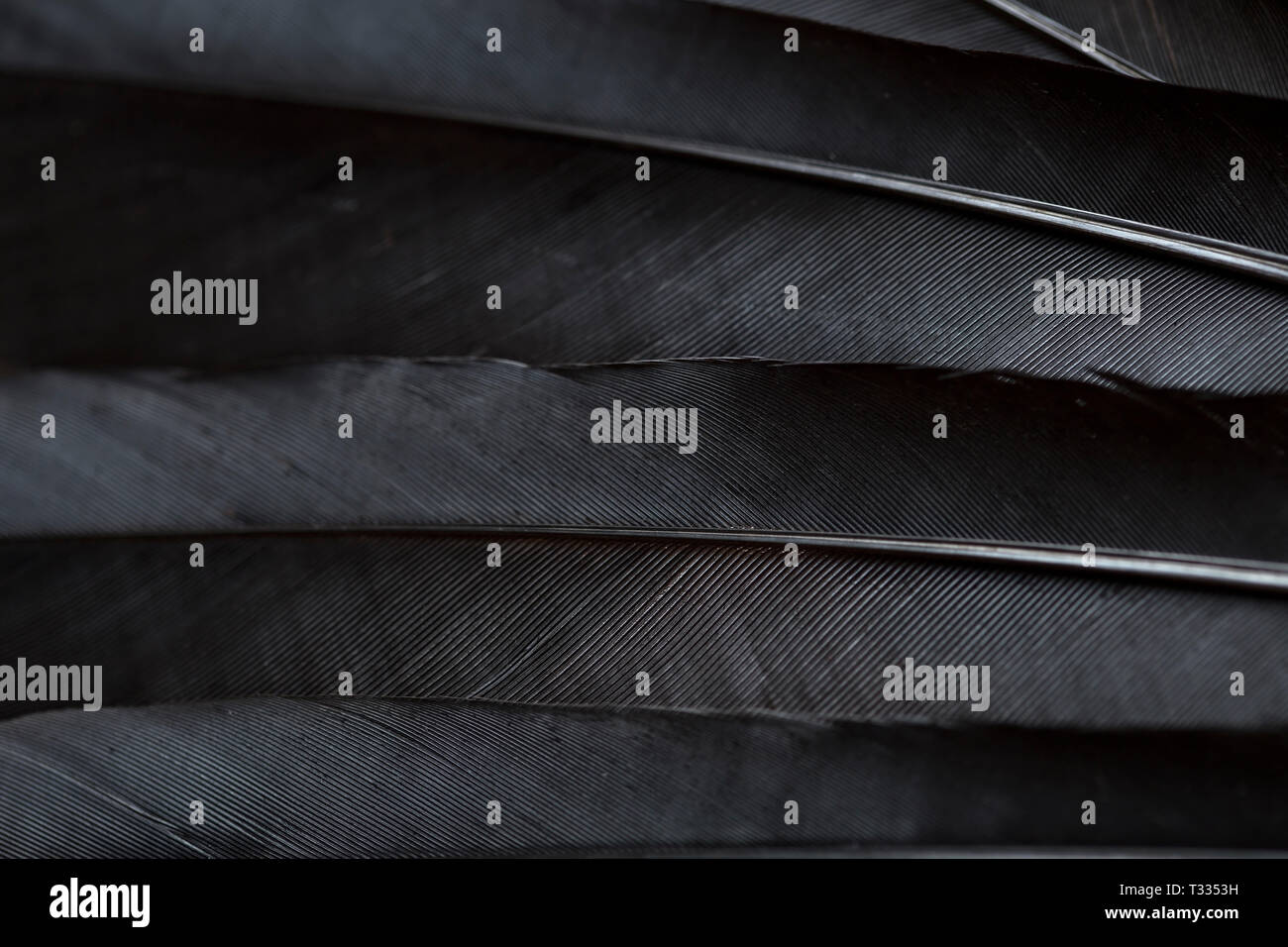 Black feathers texture hi-res stock photography and images - Alamy