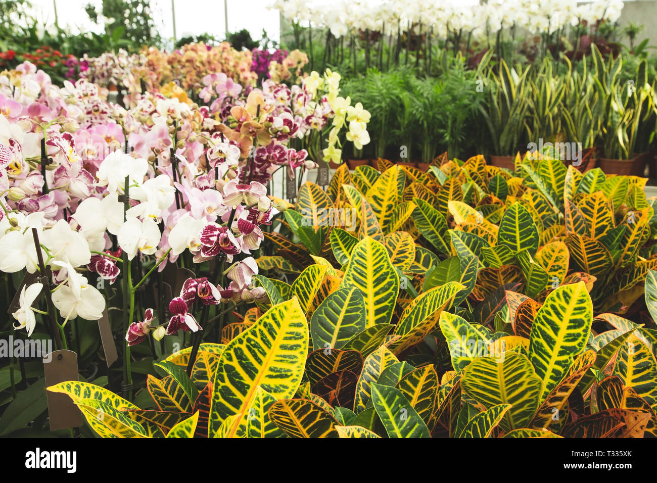 Greenhouse interior orchids hi-res stock photography and images - Alamy