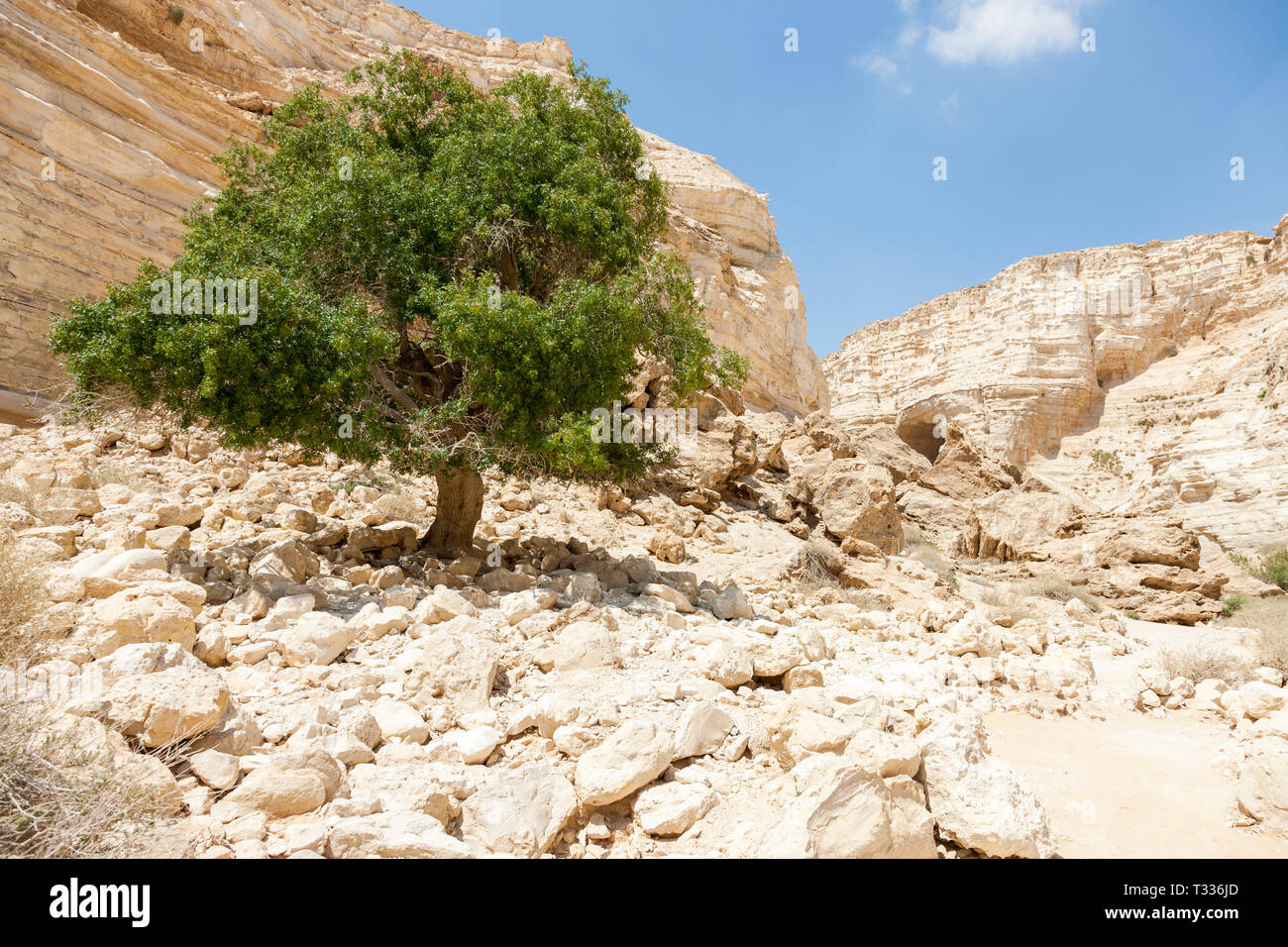 Ein Avdat is a canyon in the Negev Desert of Israel, south of Kibbutz ...