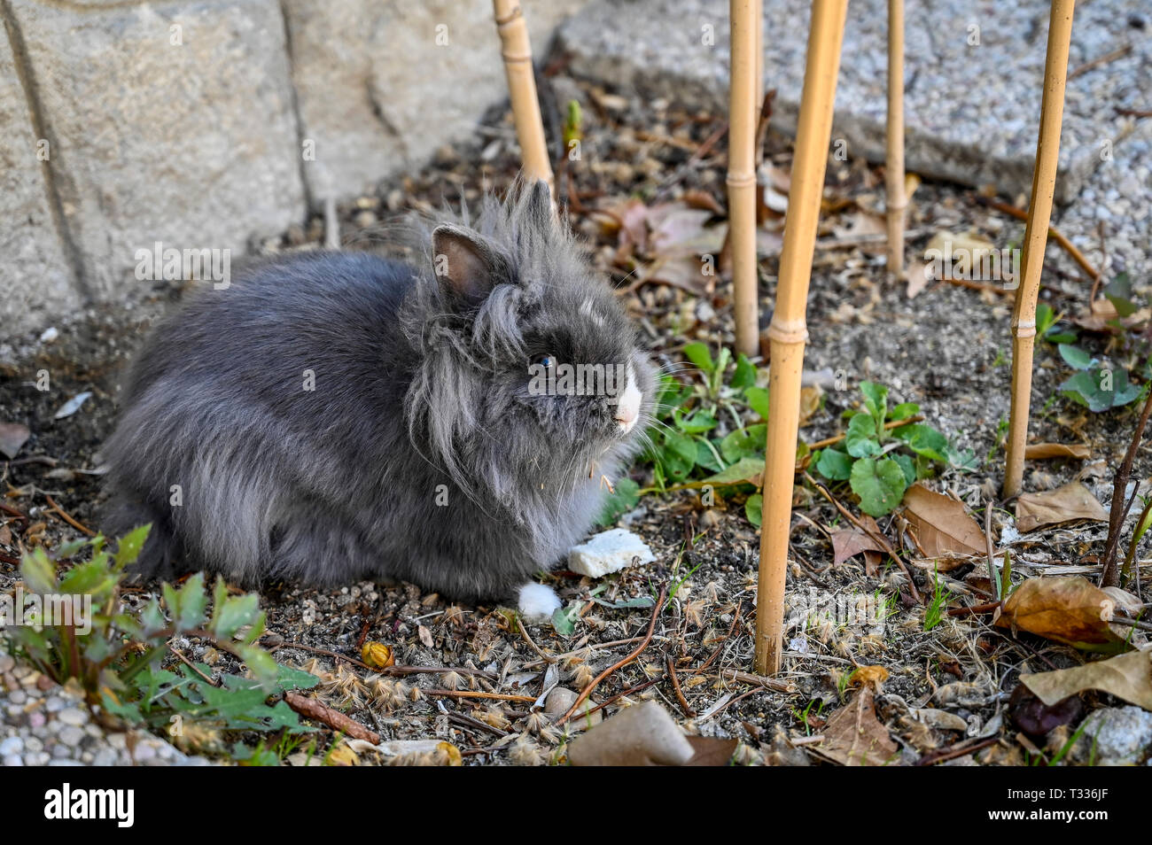 Adorable and woolly Angora rabbit Gray Stock Photo - Alamy