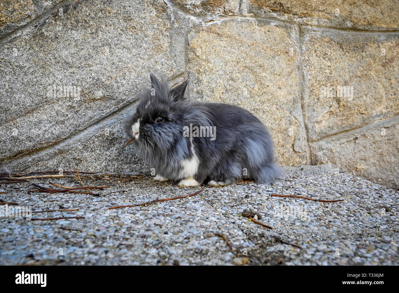 Adorable and woolly Angora rabbit Gray Stock Photo - Alamy
