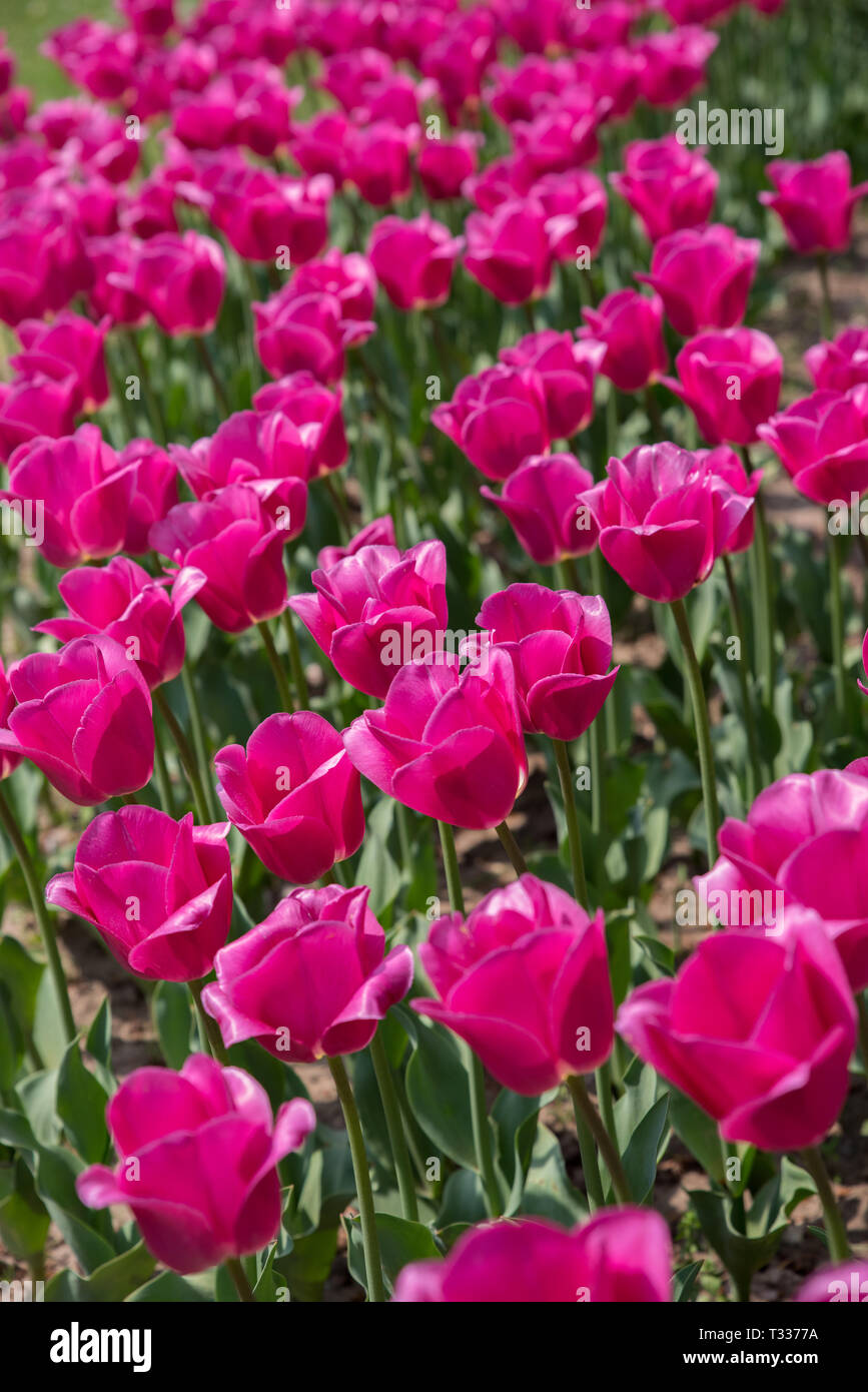 Beautiful pink spring tulips hi-res stock photography and images - Alamy