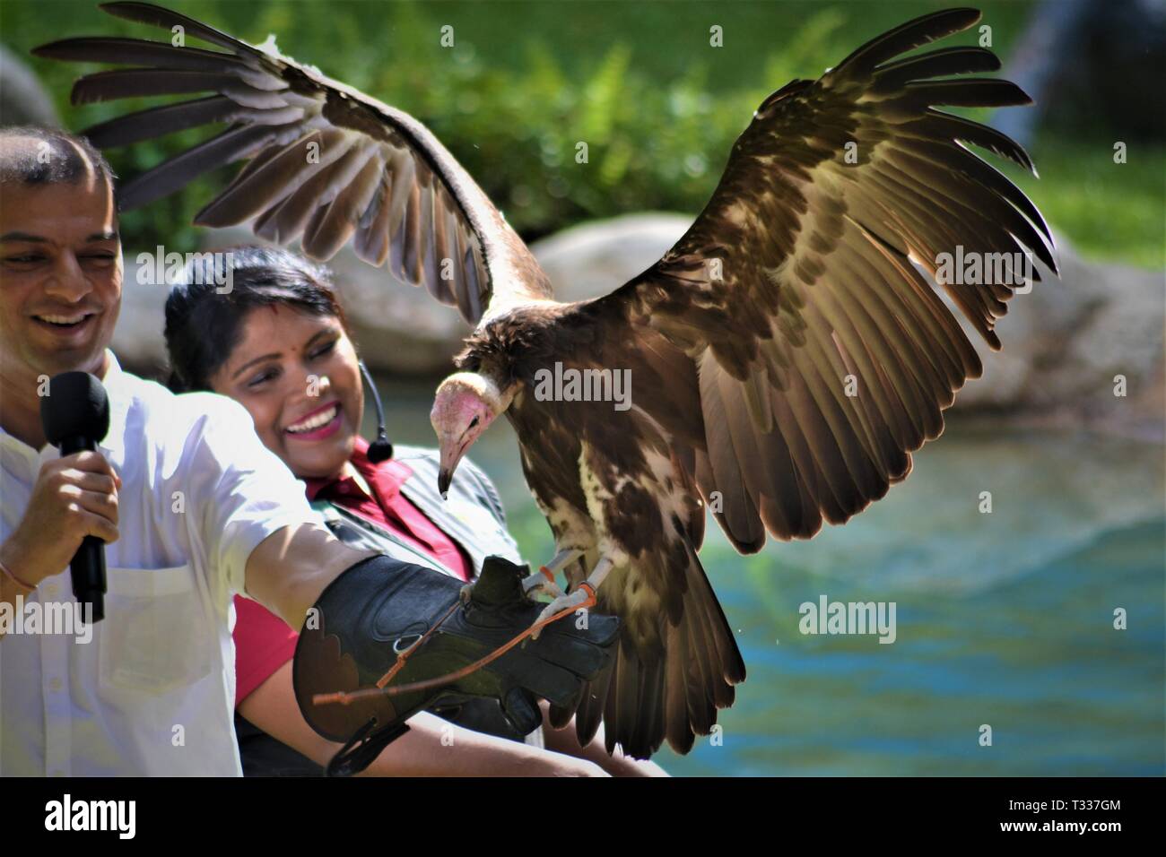 Bird Show in Jurong Bird Park Singapore Stock Photo - Alamy