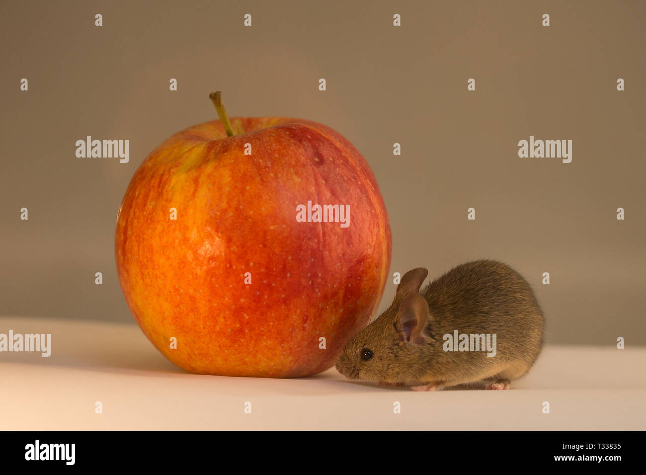 Fruit mouse animal animals hi-res stock photography and images - Alamy