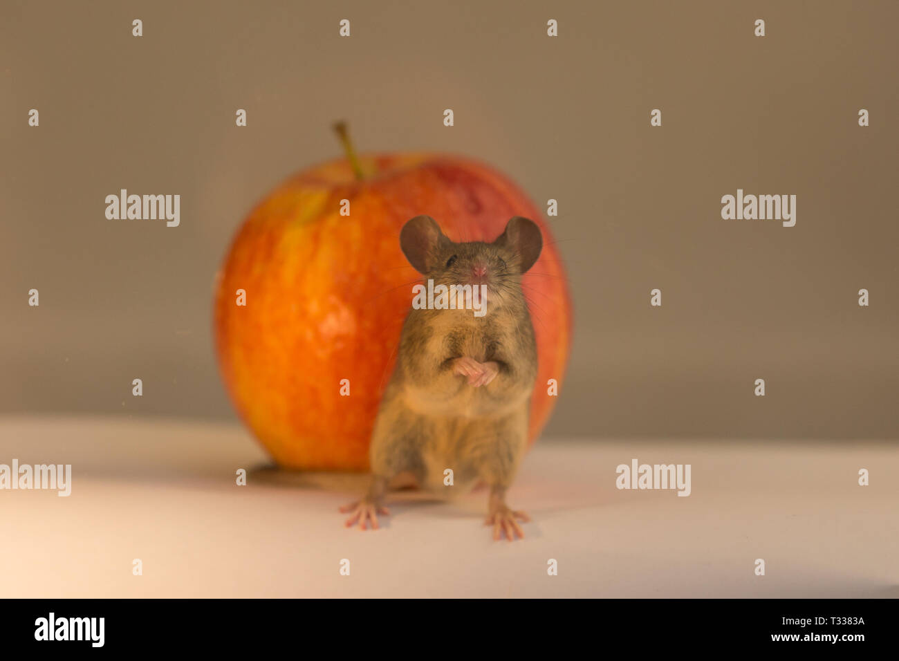 Chipmunk eating apple hi-res stock photography and images - Alamy