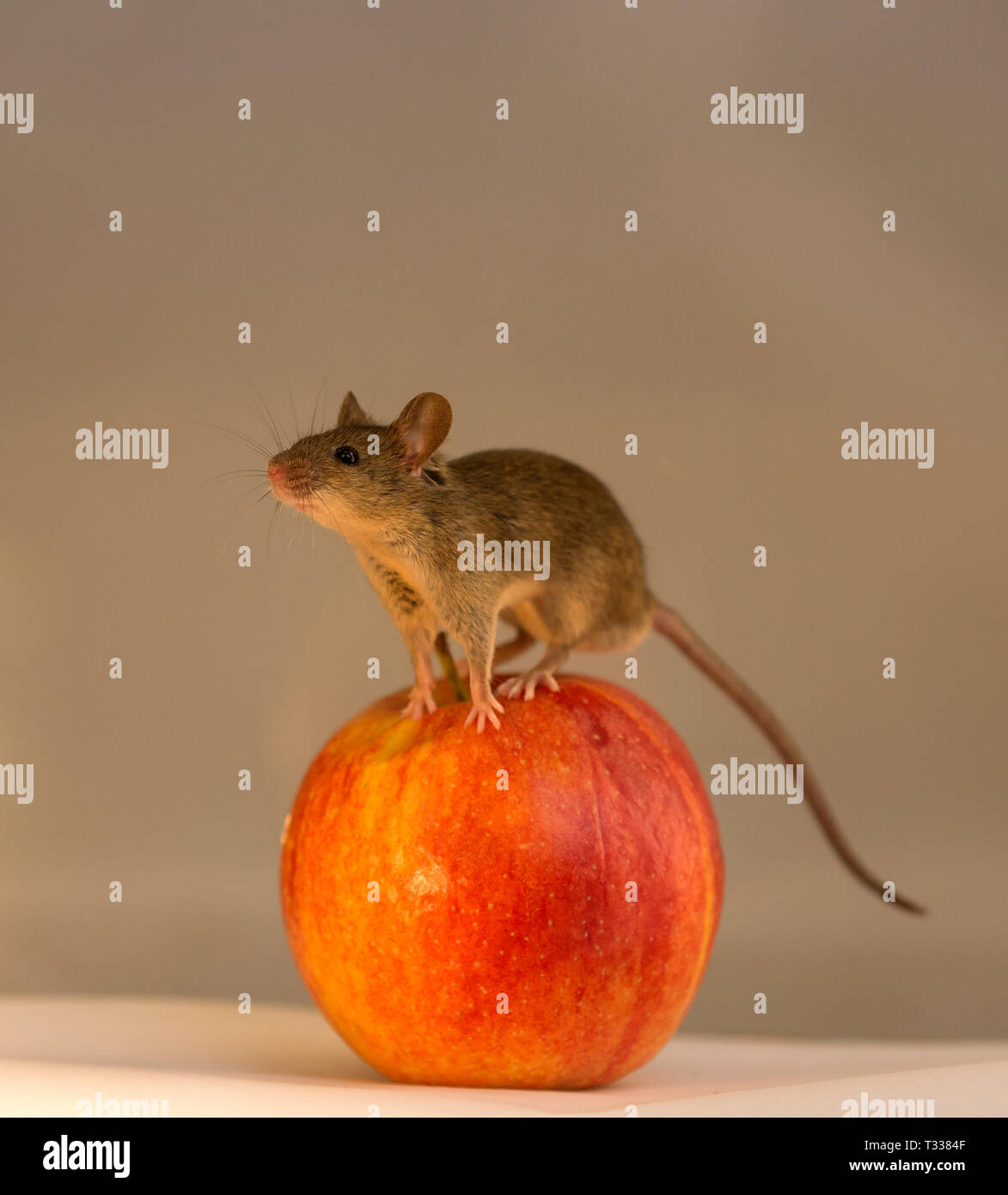 Mouse and apple Stock Photo - Alamy