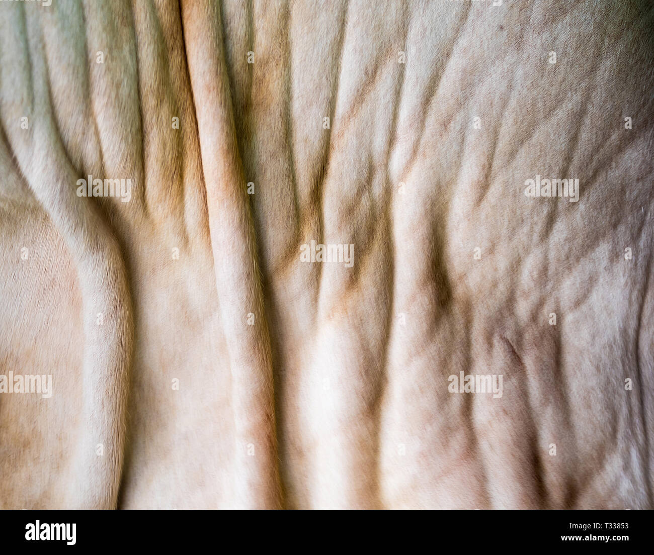 Close up texture of cow skin Stock Photo - Alamy