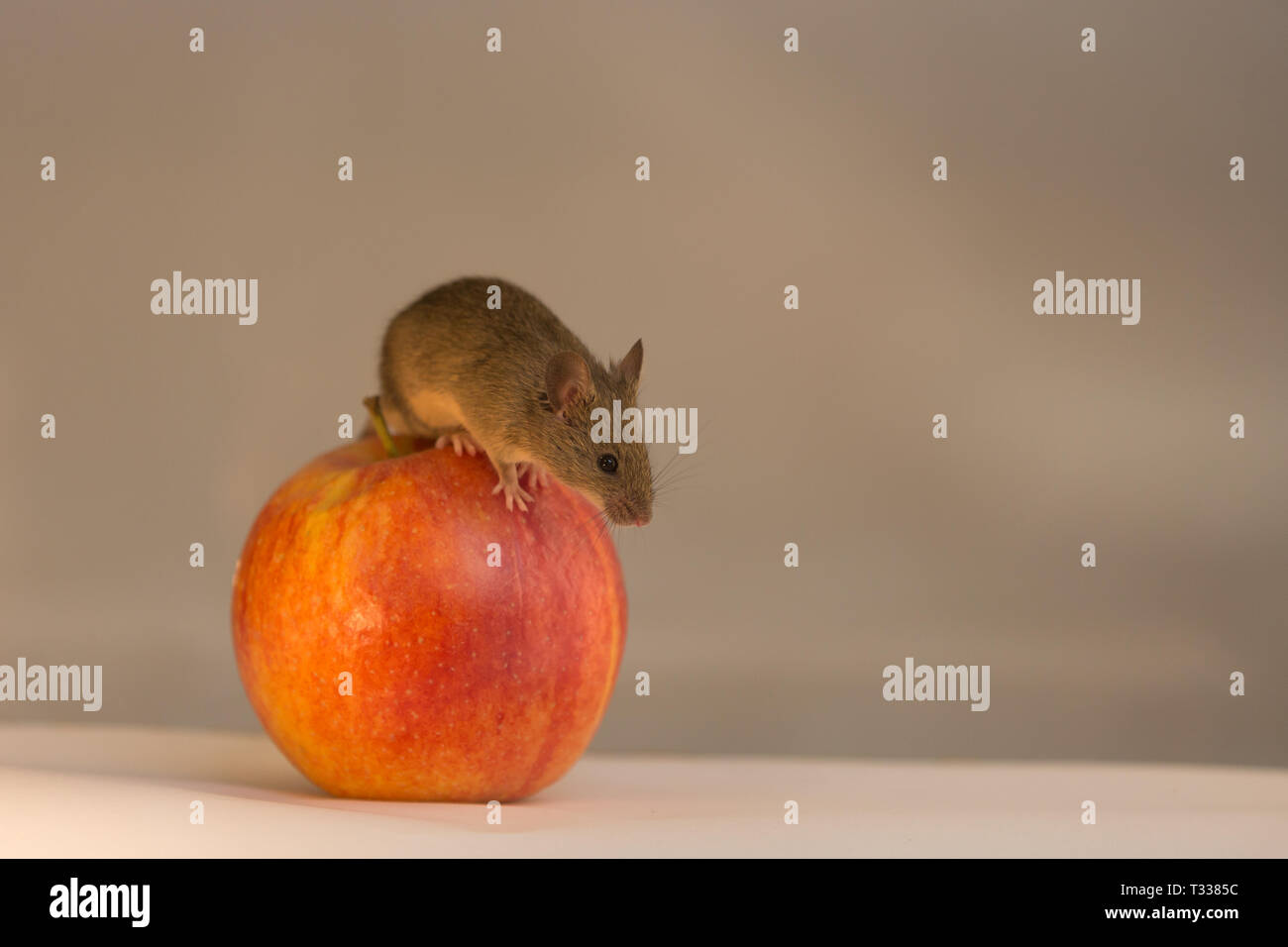 Mouse and apple Stock Photo - Alamy