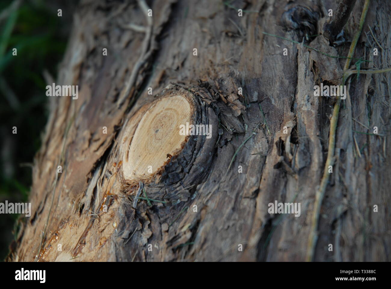Evergreen Tree Log with Cut Knot and Ivy Stock Photo - Alamy