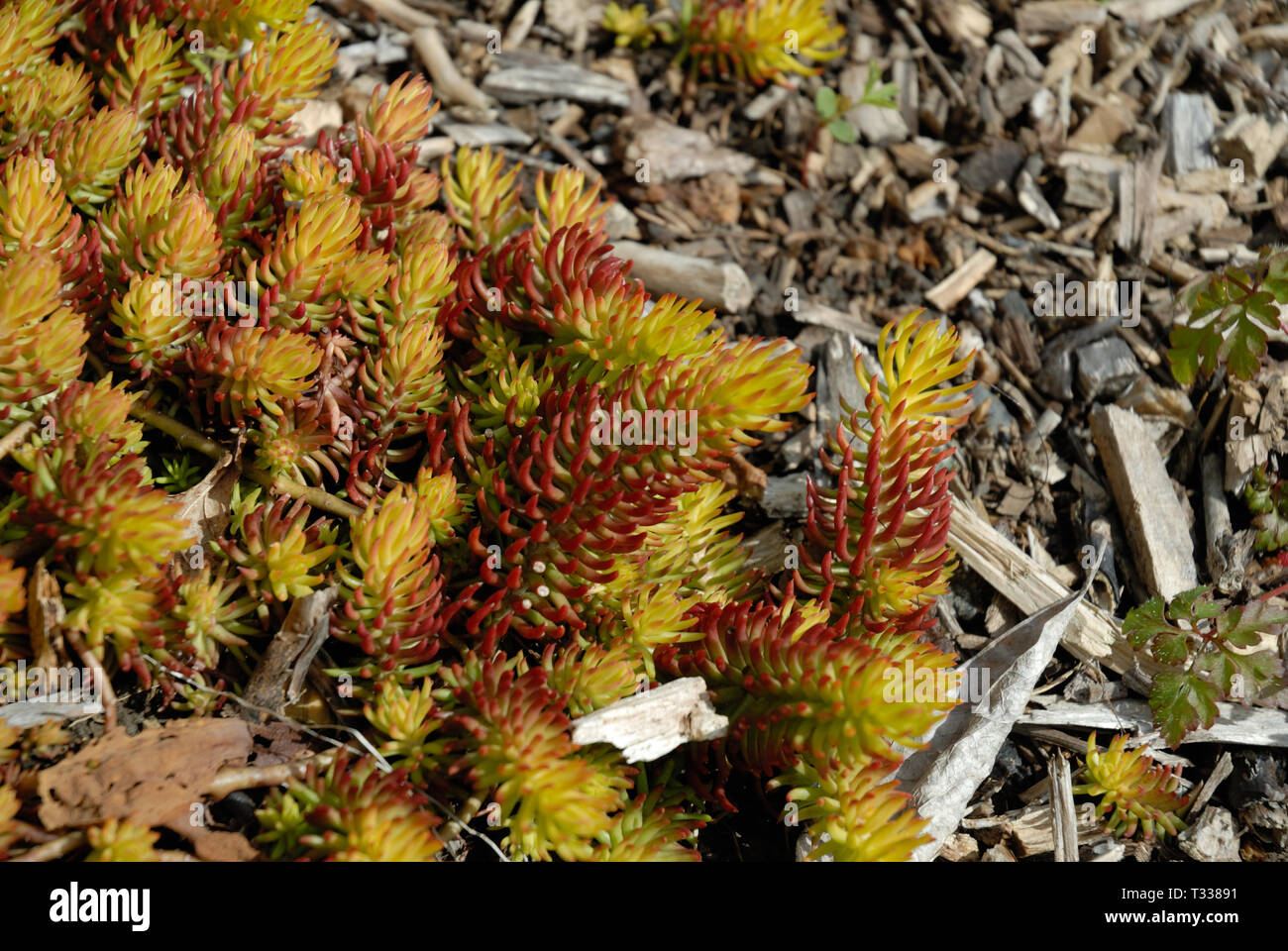 Orange and Red Sedum Angelina Stonecrop Plant in a Bed of Bark Stock ...