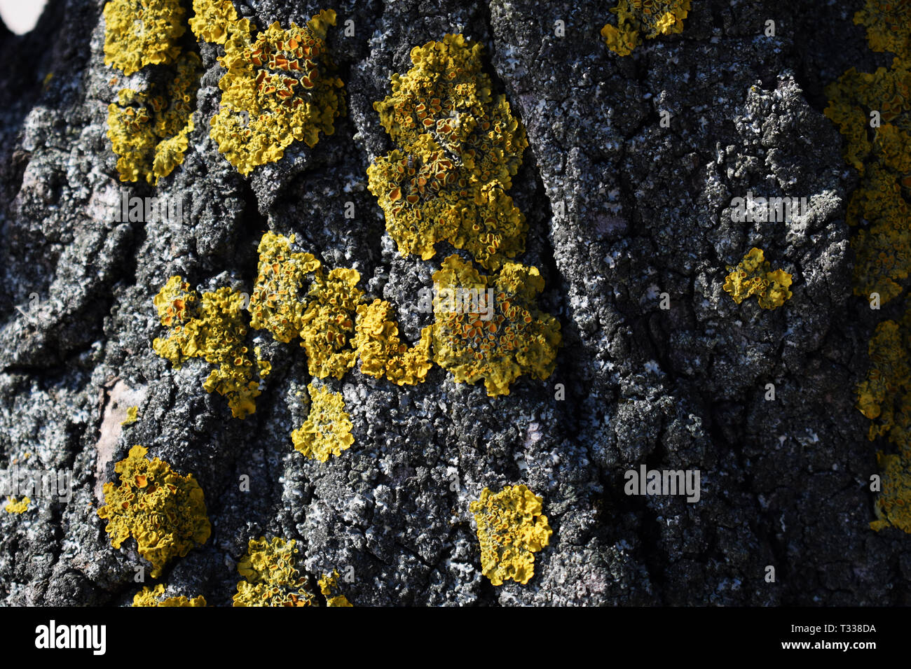 Tree bark texture with yellow moss close-up. Bright yellow mold growing ...