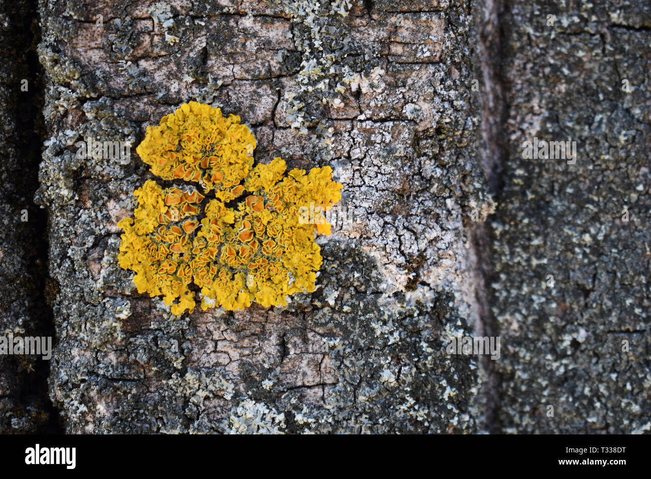 Moss texture hi-res stock photography and images - Alamy