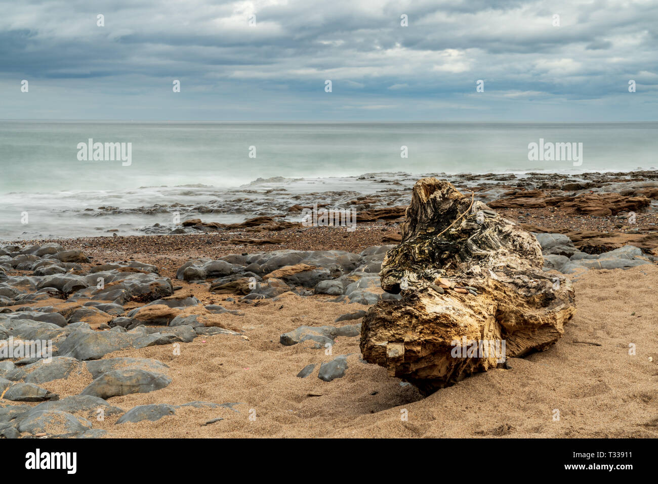 A tree trunk under a dramatic sky at Cocklawburn Beach near Berwick ...