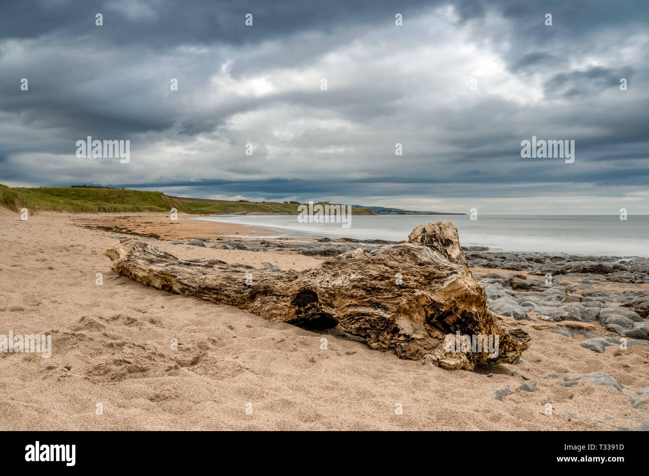 A tree trunk under a dramatic sky at Cocklawburn Beach near Berwick ...