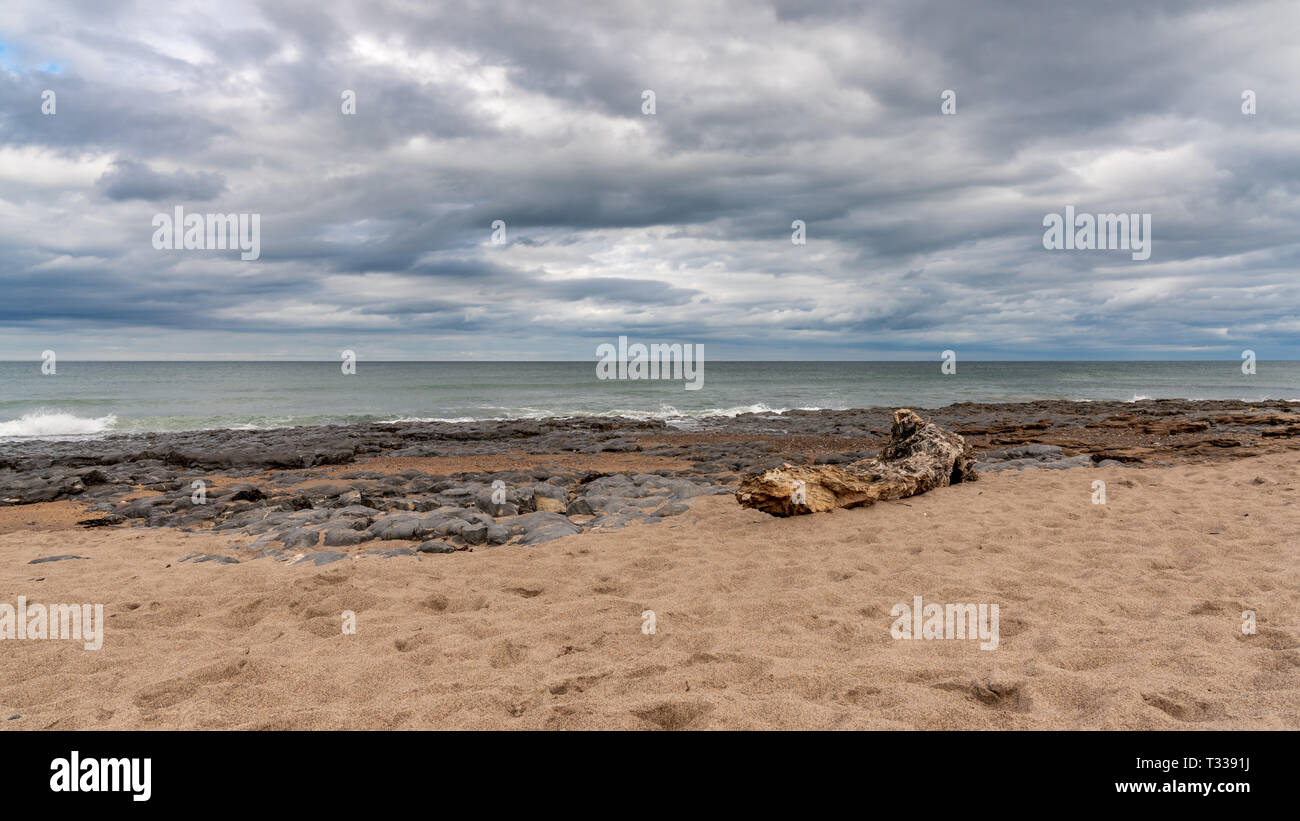 A tree trunk under a dramatic sky at Cocklawburn Beach near Berwick ...
