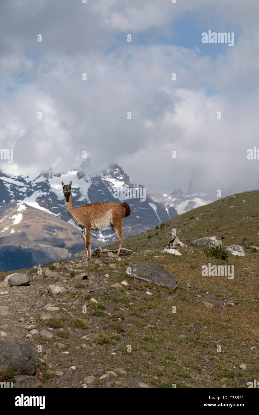 A guanaco in Patagonia Chile Stock Photo - Alamy