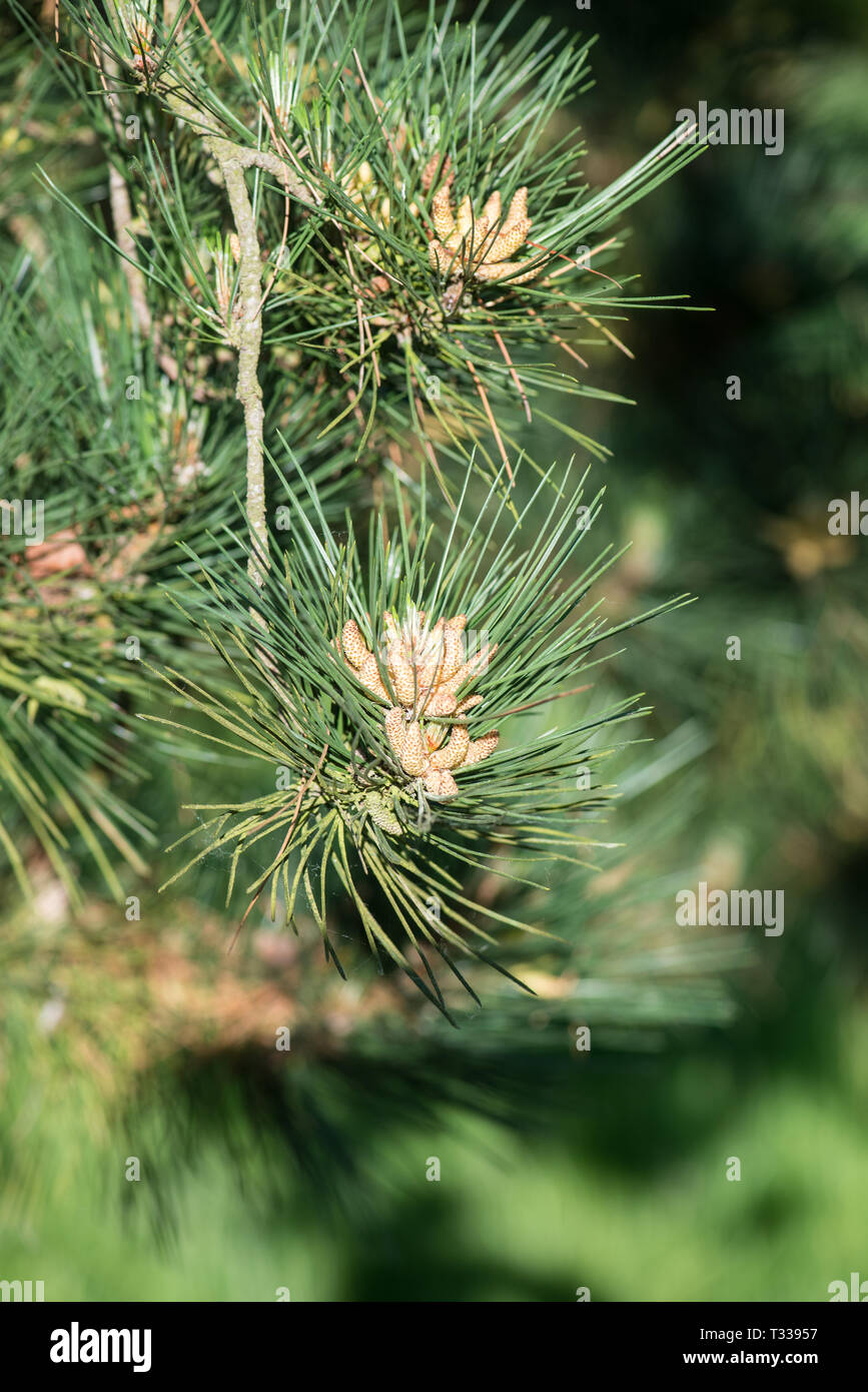 Young pine cone hi-res stock photography and images - Alamy