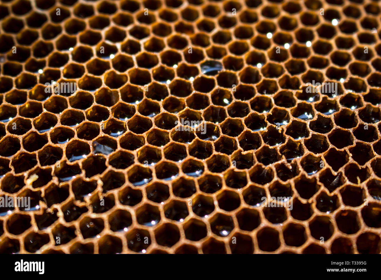 Creative pattern bees honey hi-res stock photography and images - Alamy