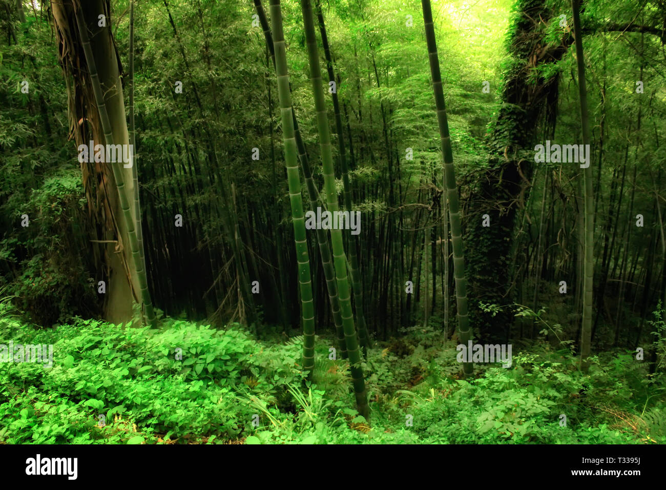 Bamboo trees with green leaves close-up in a botanical garden. Georgia ...