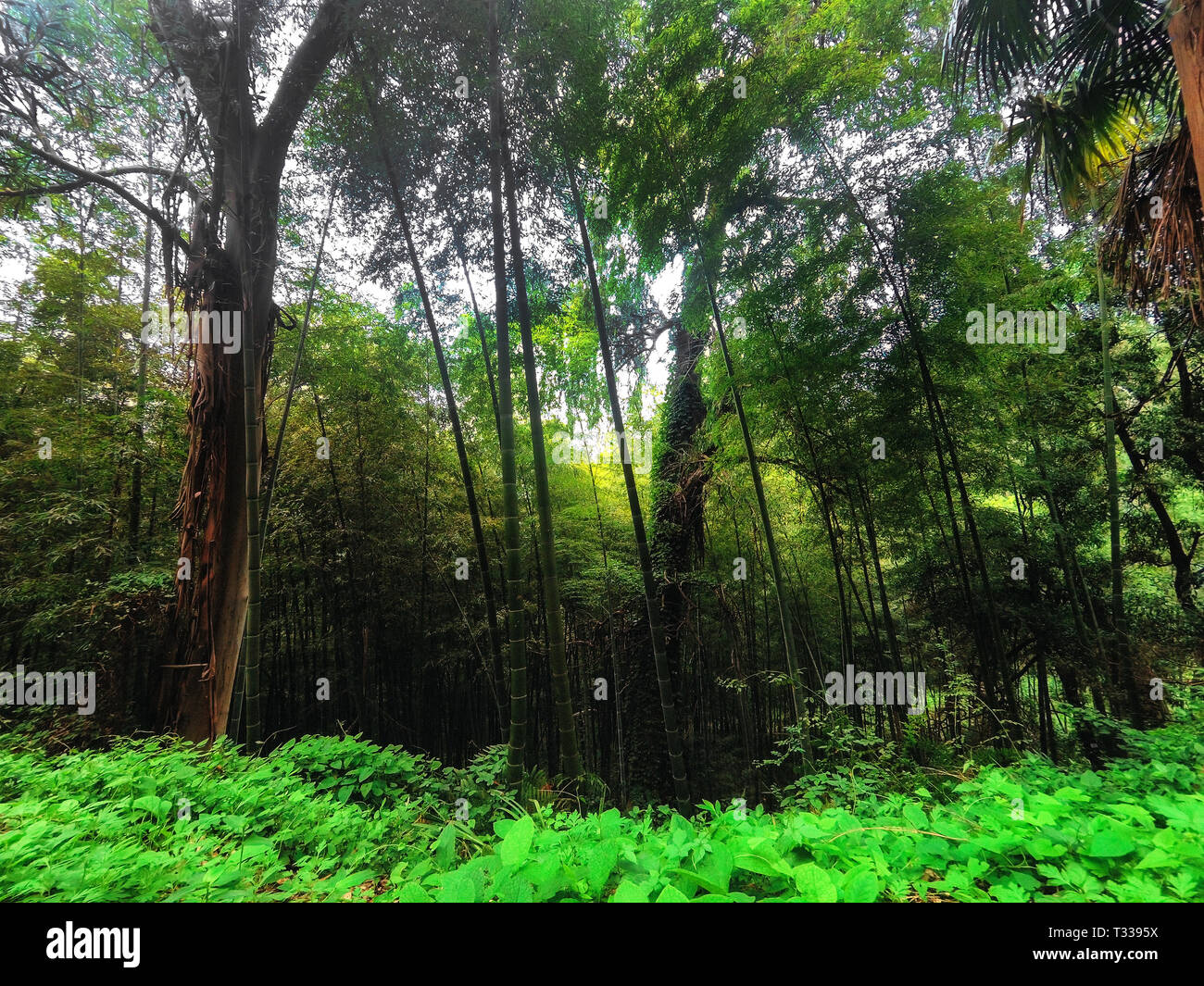 Bamboo trees with green leaves close-up in a botanical garden. Georgia ...