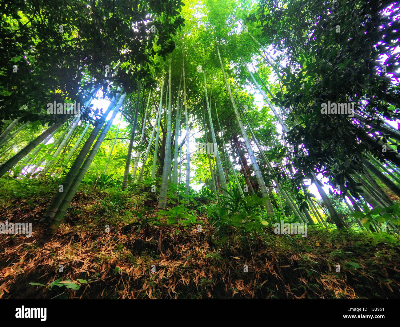 Bamboo trees with green leaves close-up in a botanical garden. Georgia ...
