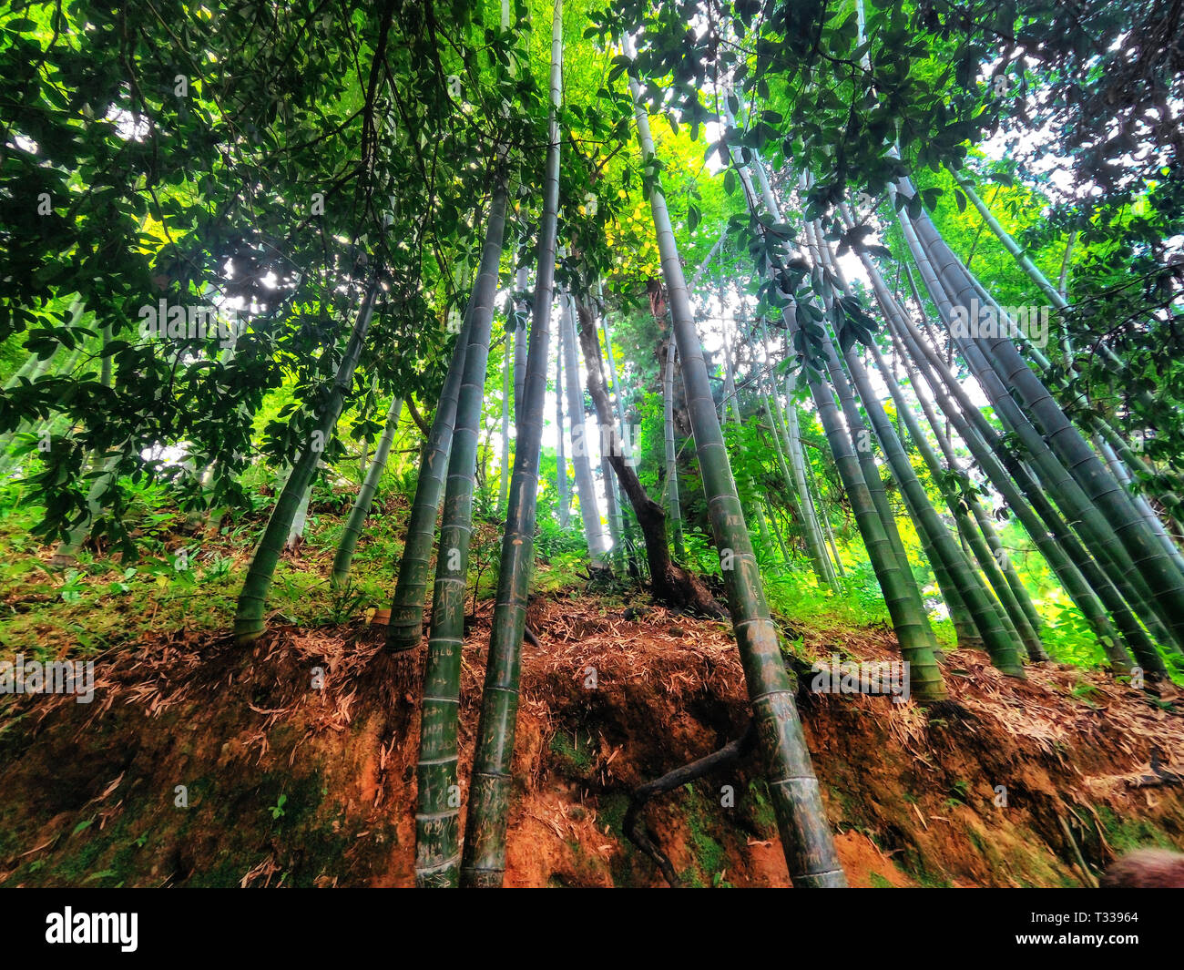 Bamboo trees with green leaves close-up in a botanical garden. Georgia ...