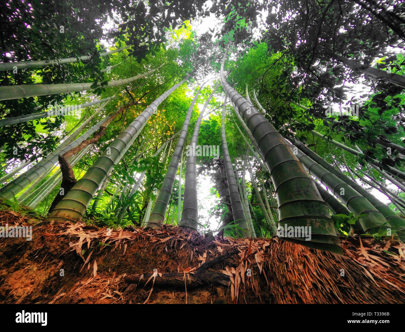 Bamboo trees with green leaves close-up in a botanical garden. Georgia ...