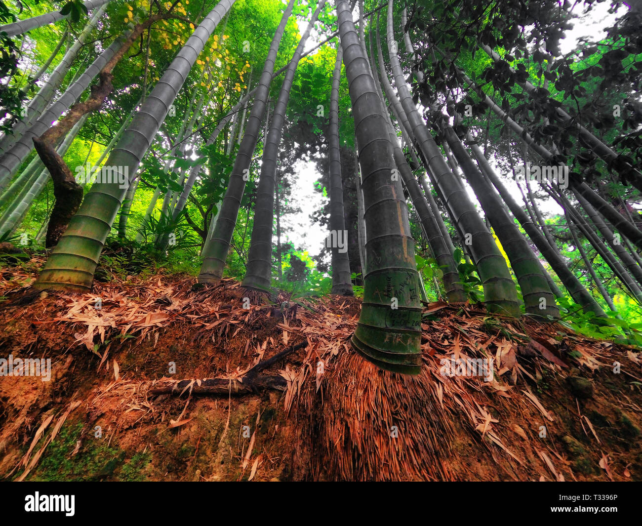 Bamboo trees with green leaves close-up in a botanical garden. Georgia ...