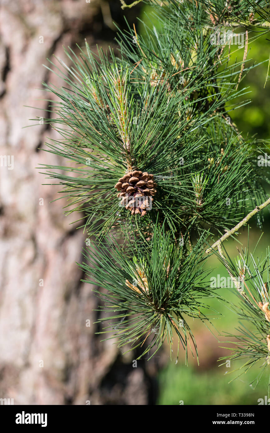 Young pine cone on tree Stock Photo - Alamy