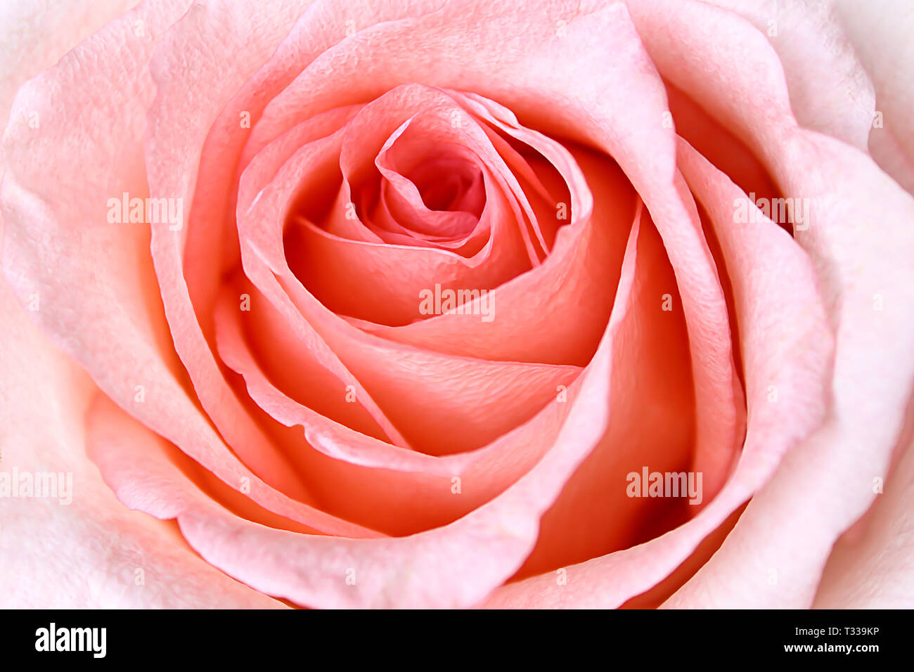 Beautiful Pink Rose Background Stock Photo - Alamy