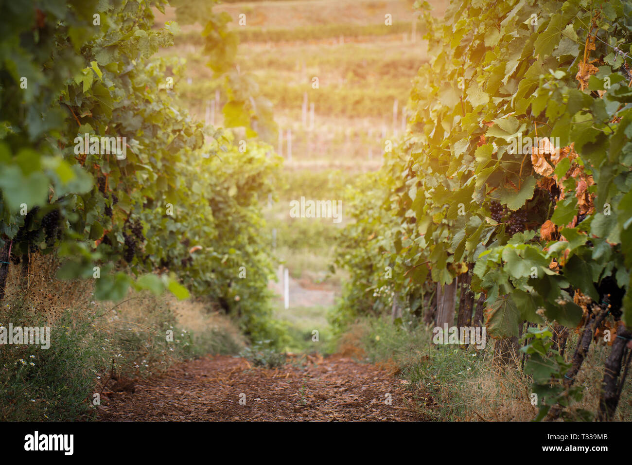 Beautiful vineyards landscape in fall hi-res stock photography and ...