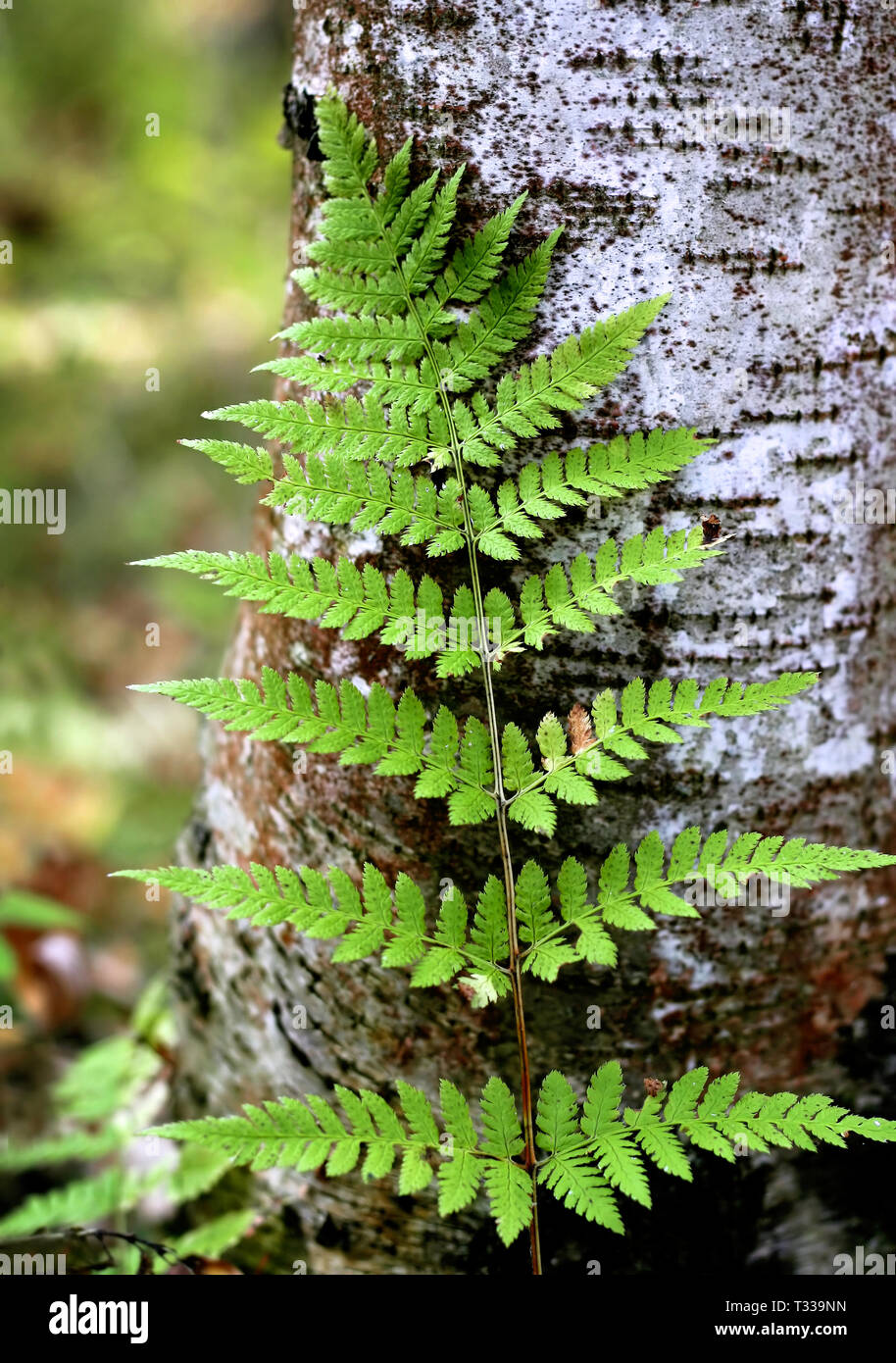 branch of the fern Stock Photo - Alamy