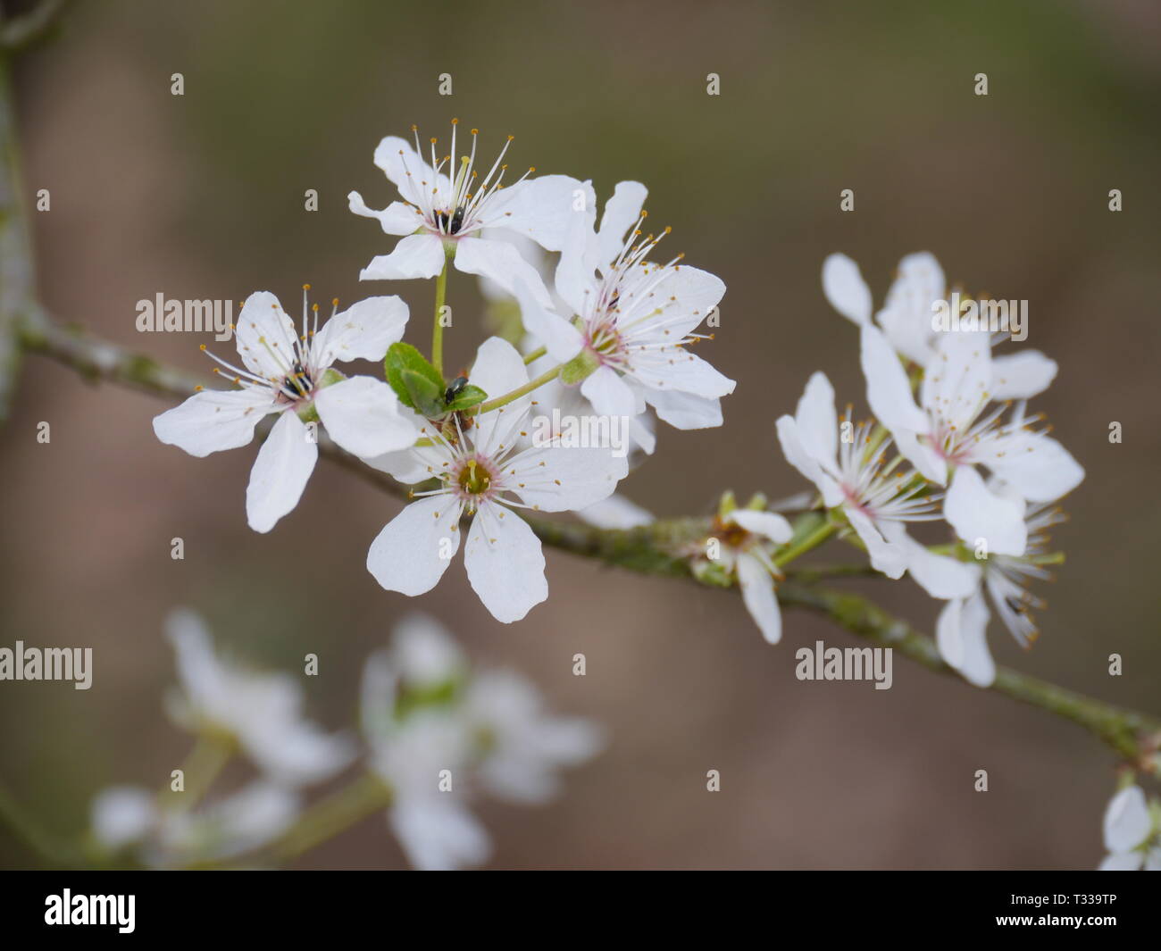 Closeup cherry hi-res stock photography and images - Alamy