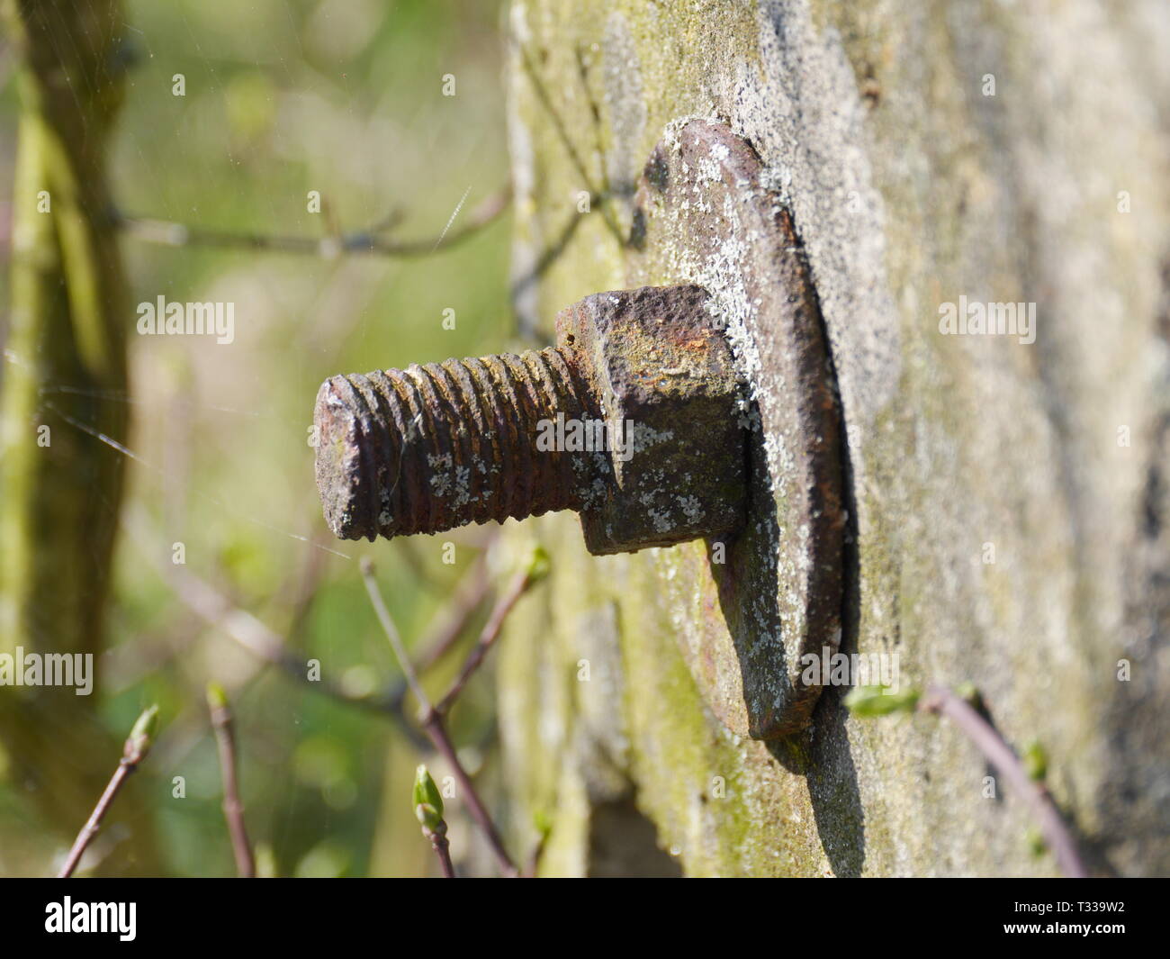 Rusty screw with female screw on a wooden construction Stock Photo - Alamy