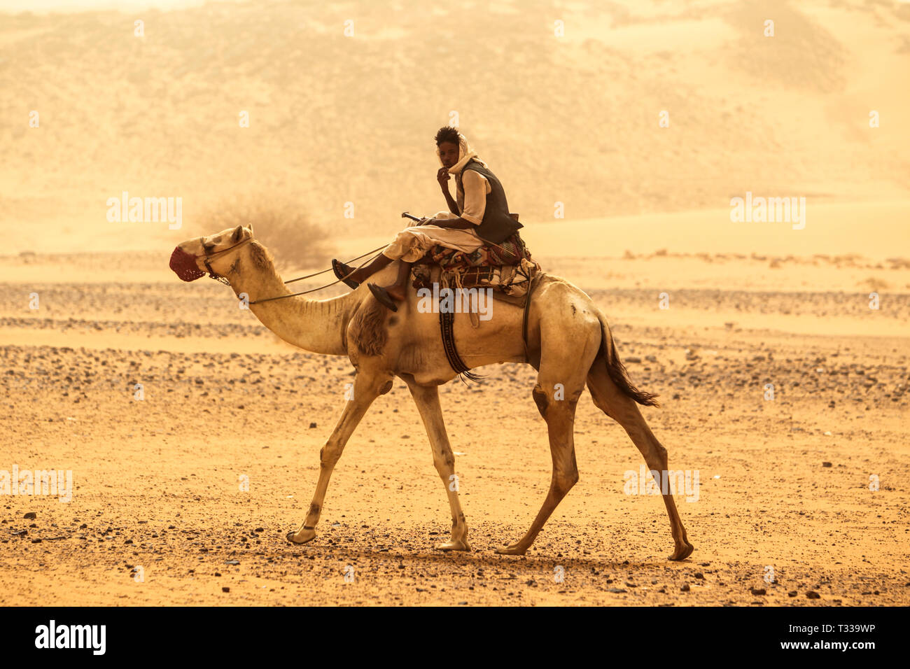 Beduin on a camel, in Sahara desert, close to ancient Meroe, in Sudan ...