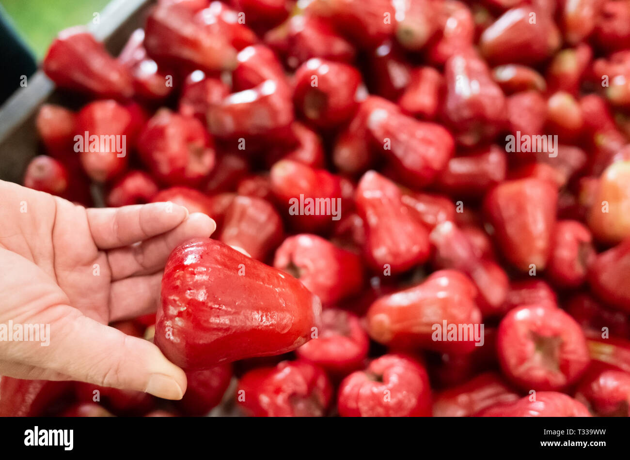 fresh wax apple fruit stack at the marketplace Stock Photo - Alamy