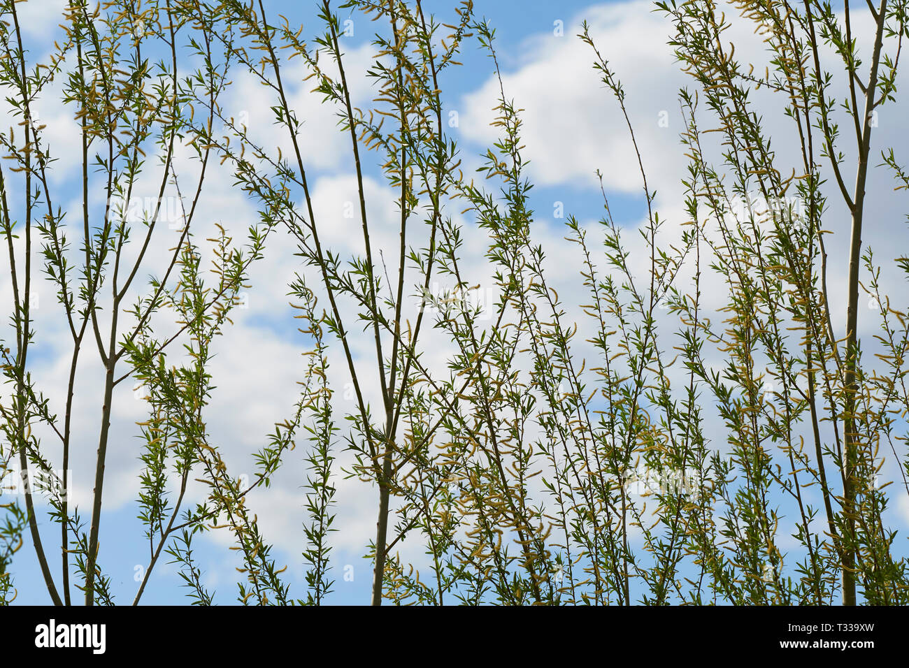 Southwest willow branches Stock Photo - Alamy