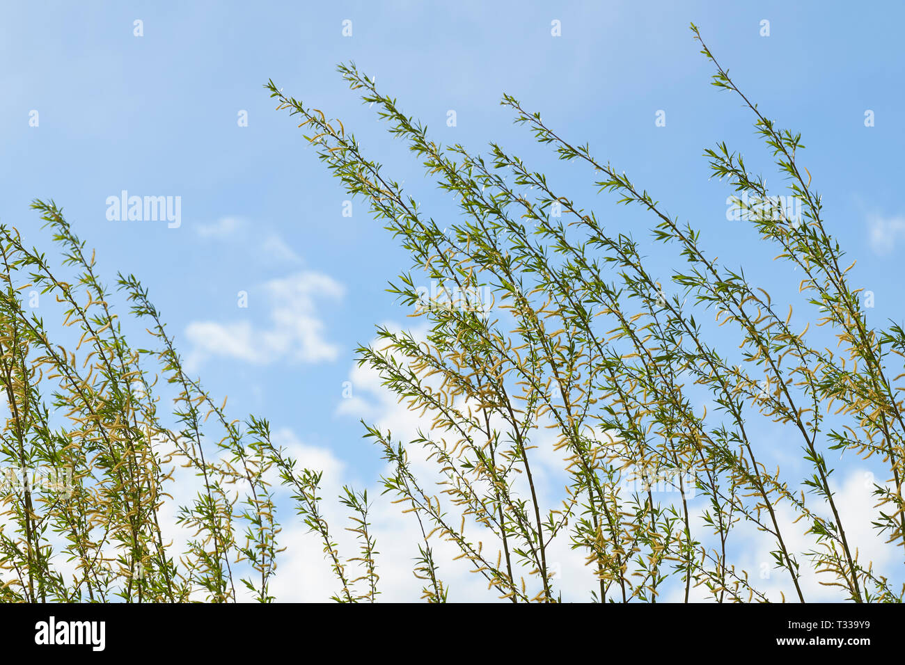 Southwest willow branches Stock Photo - Alamy