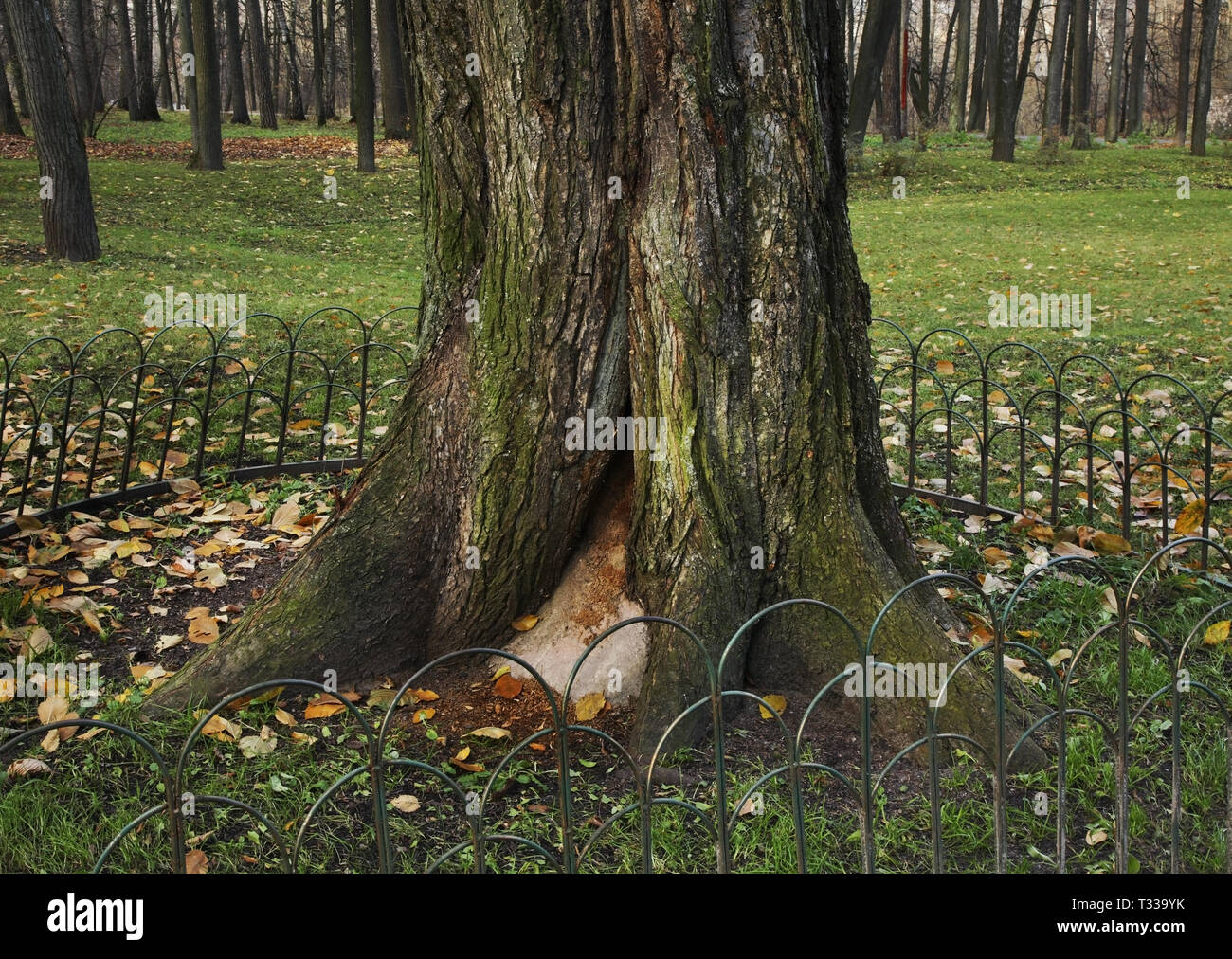 Russian elm hi-res stock photography and images - Alamy